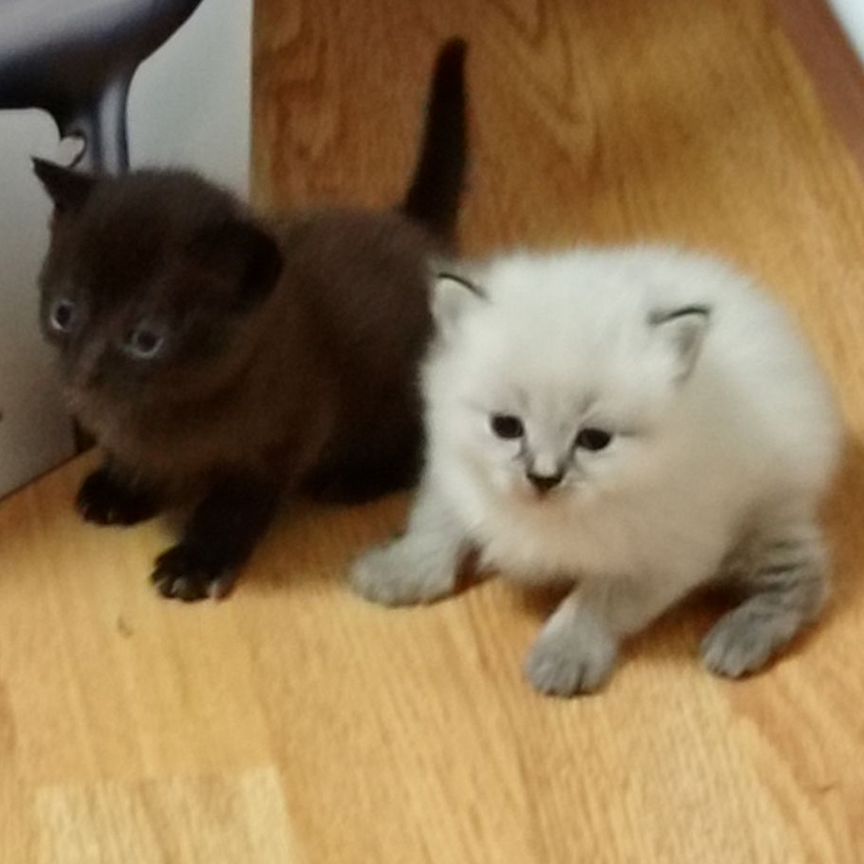 Отдам котят