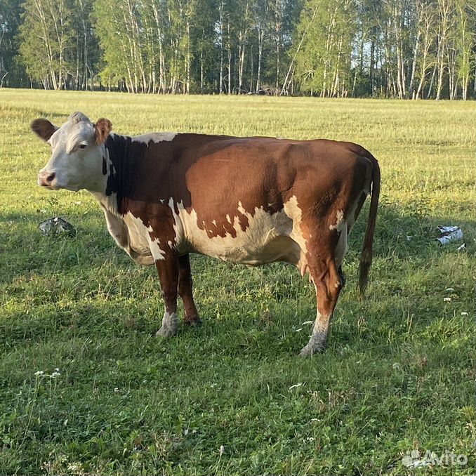 Коровы породы Гелефорд