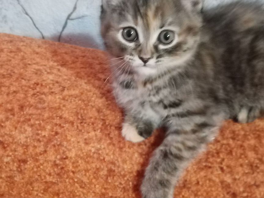 Кошка полубританка