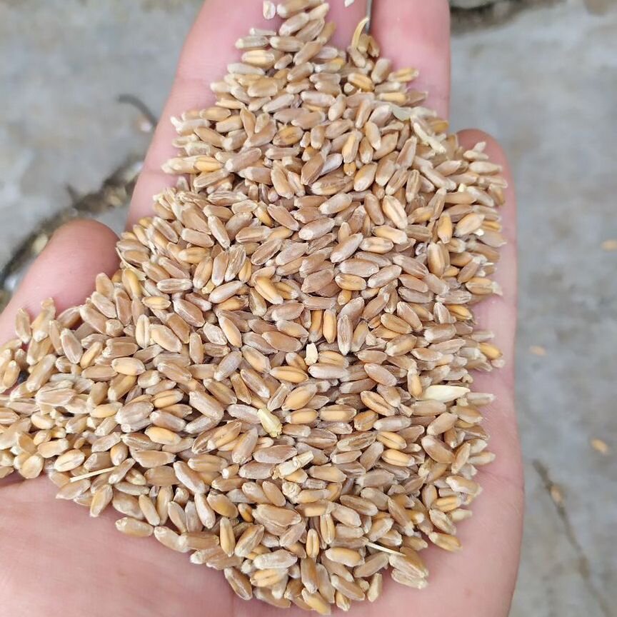 Зерно Пшеница