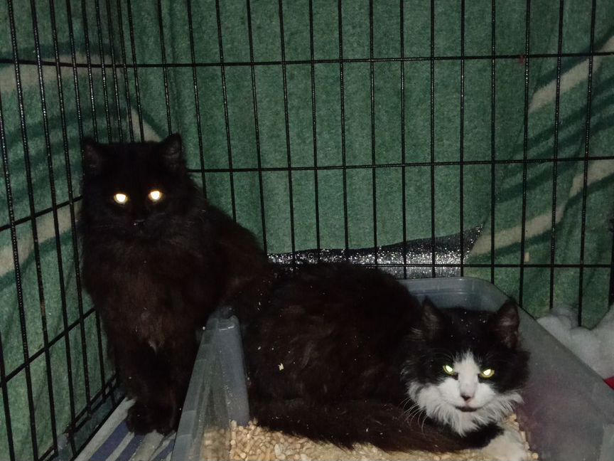 Красивые коты