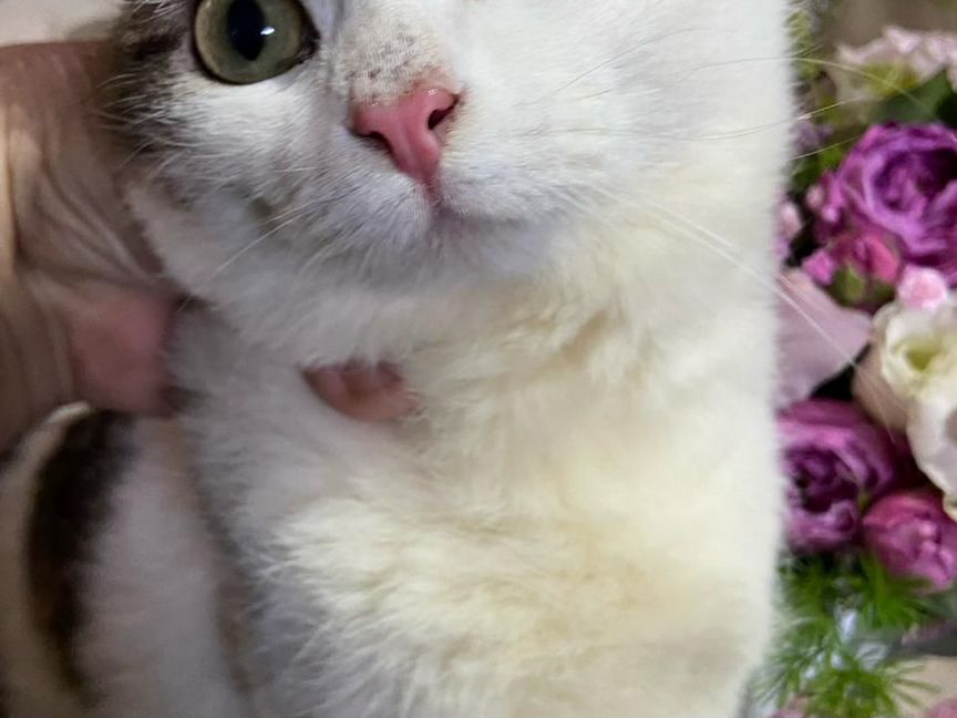 Котик и кошечка ждут своих хозяев