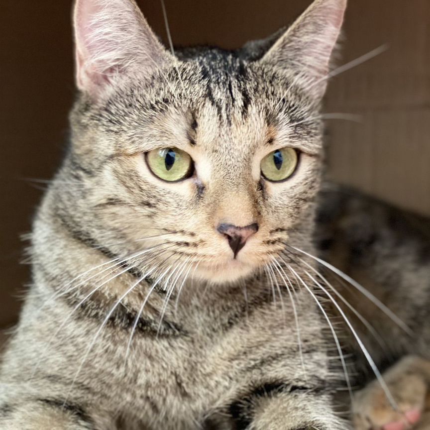 Коша кошка-шпрот 1,5 года