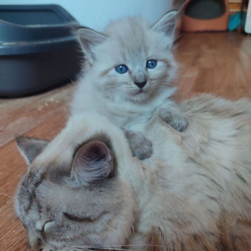 Регдолл мальчик