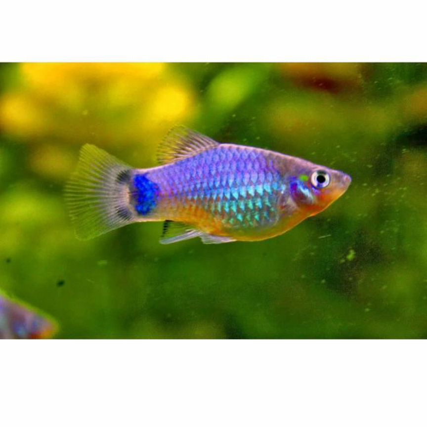 Рыба пецилии