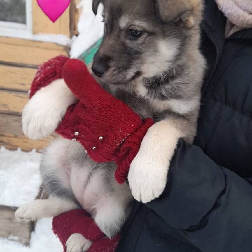 Малыши 2 мес