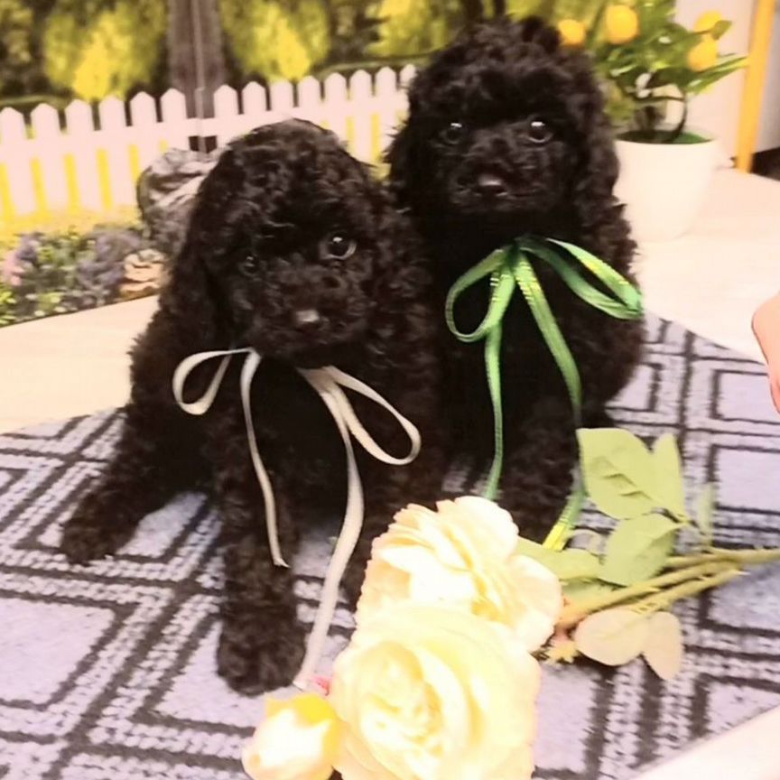 Той-пудель, щенок