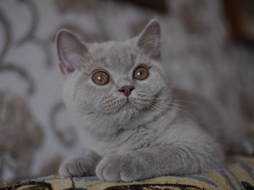 Британская короткошерстная