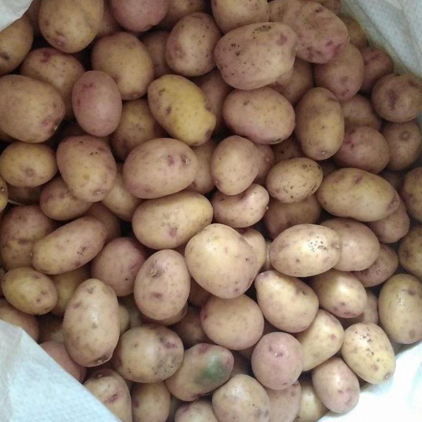 Картошка мелкая