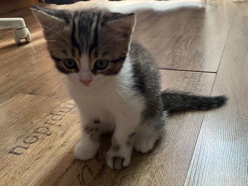 Шотландская прямоухая кошечка