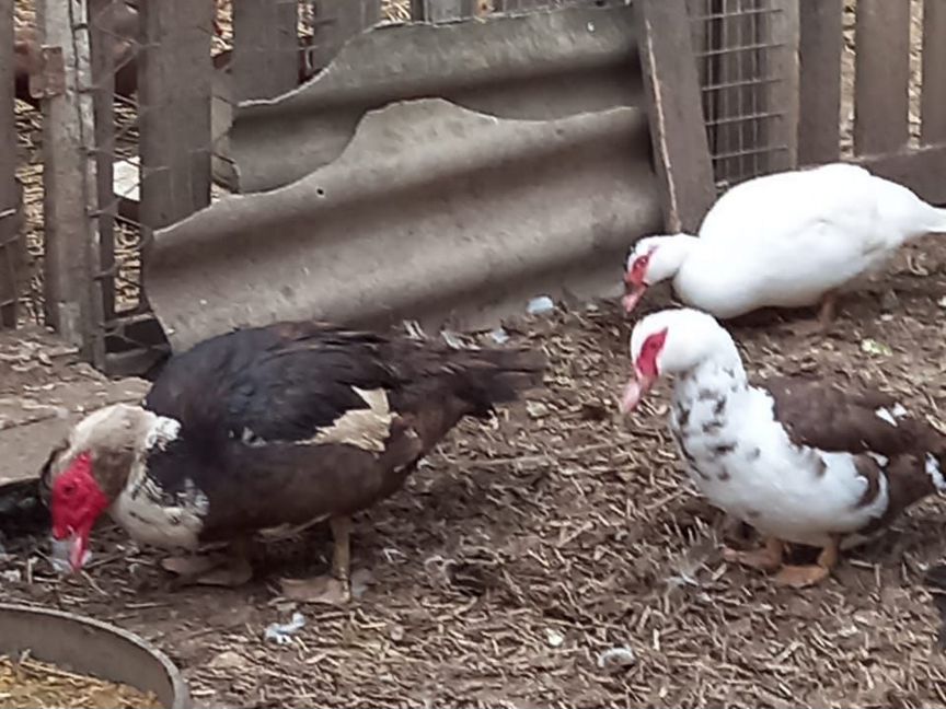 Индоутки тяжелой линии