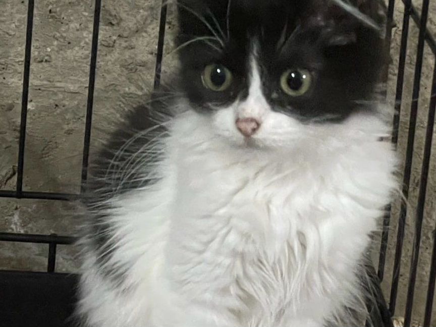 Котёнок девочка
