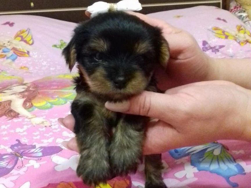 Йоркширский терьер мини