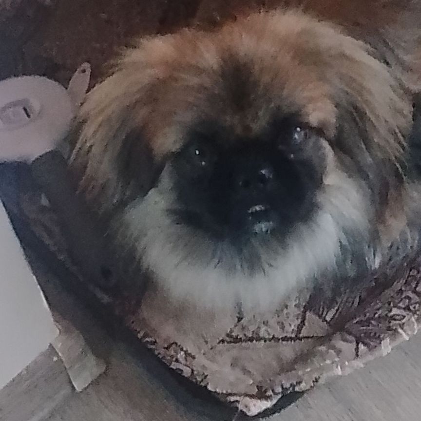 Пекинес мальчик 1год ждёт подругу для вязки