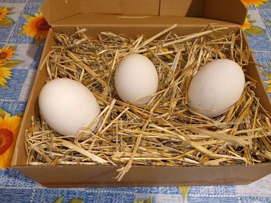 Инкубационные яйца от домашних гусей