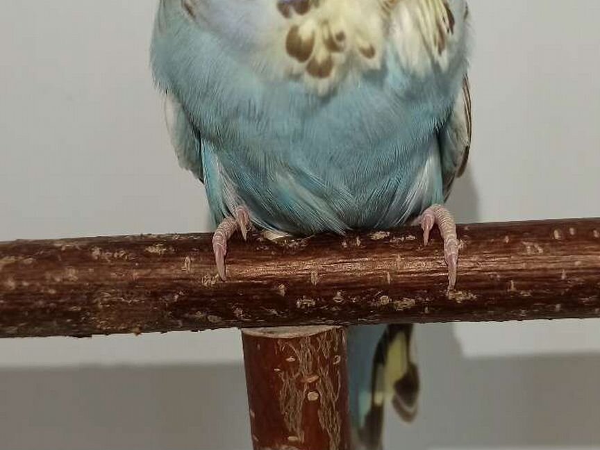 Выставочный Волнистый Попугай Чех