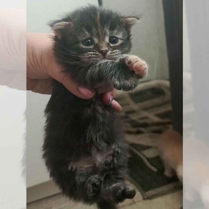 Малыши ищут новый дом Котят от вислоухой кошки