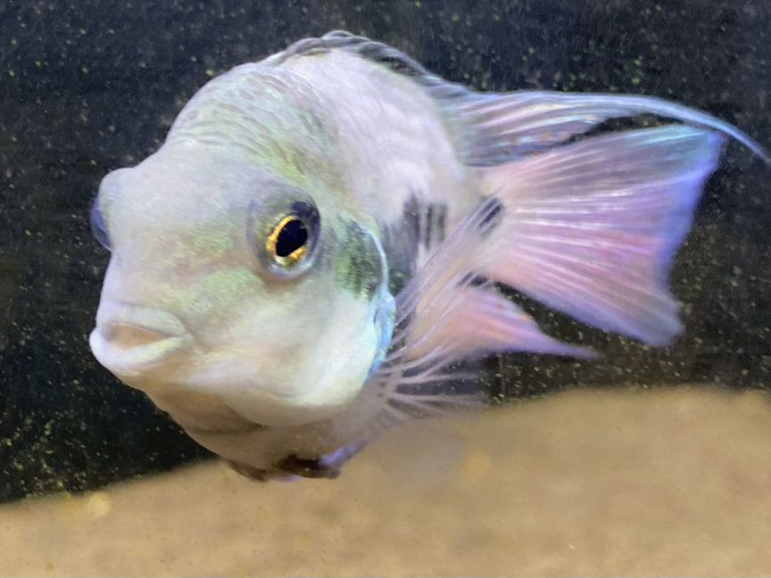 Рыба попугай blue parrot