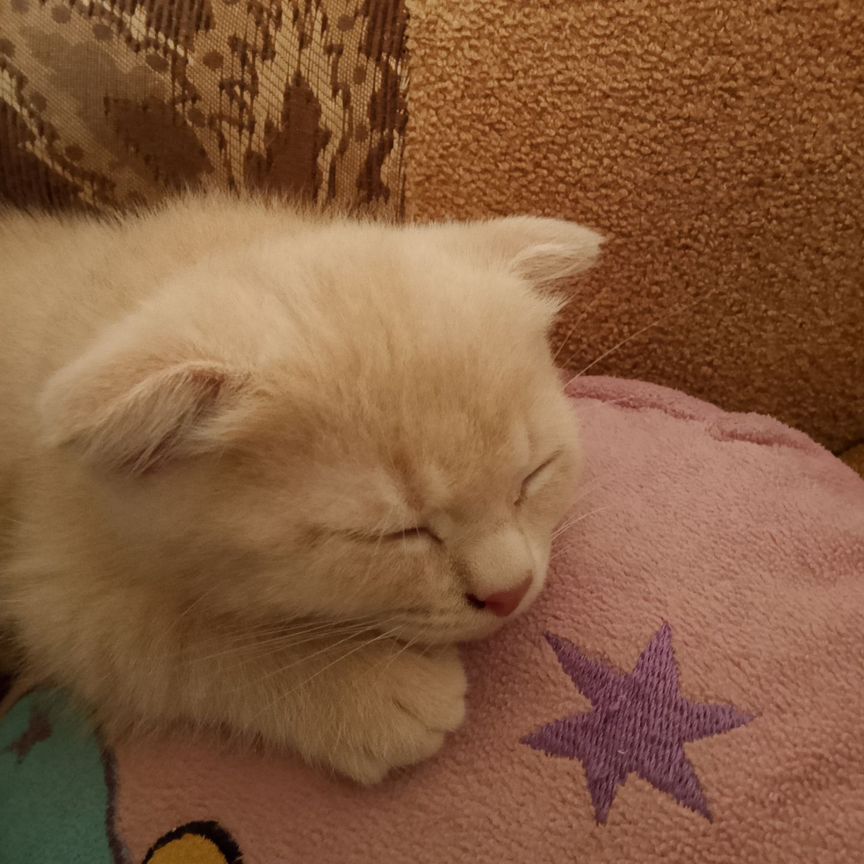 Котик