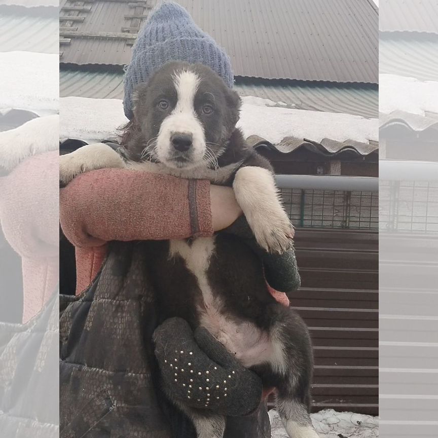 Среднеазиатская овчарка, щенок