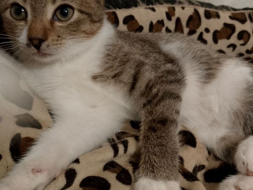 Котята в добрые руки бесплатно
