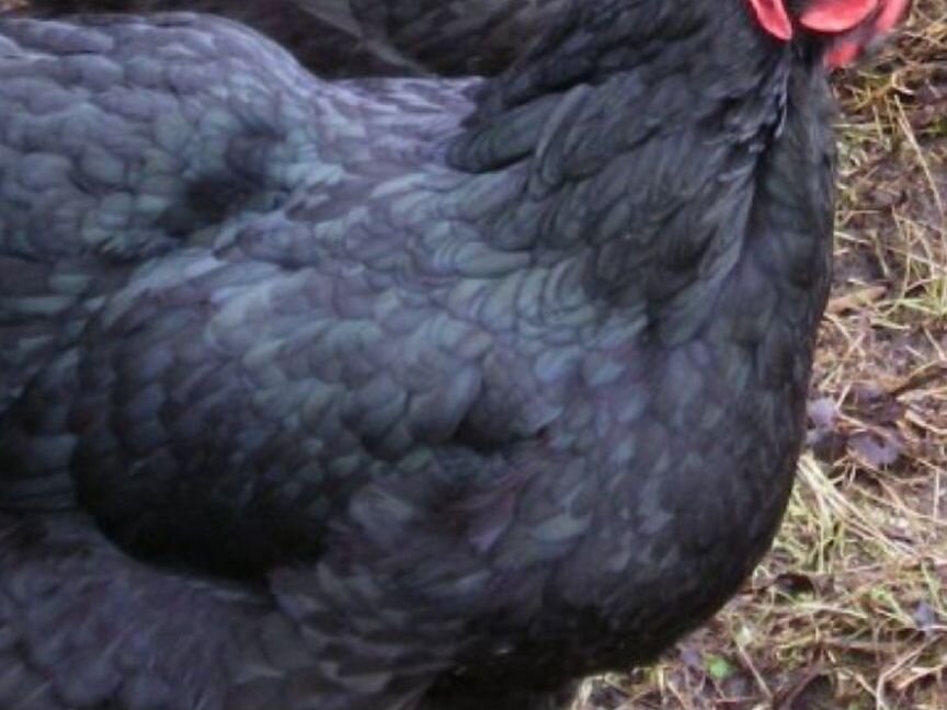 Куры доминанты 1+4