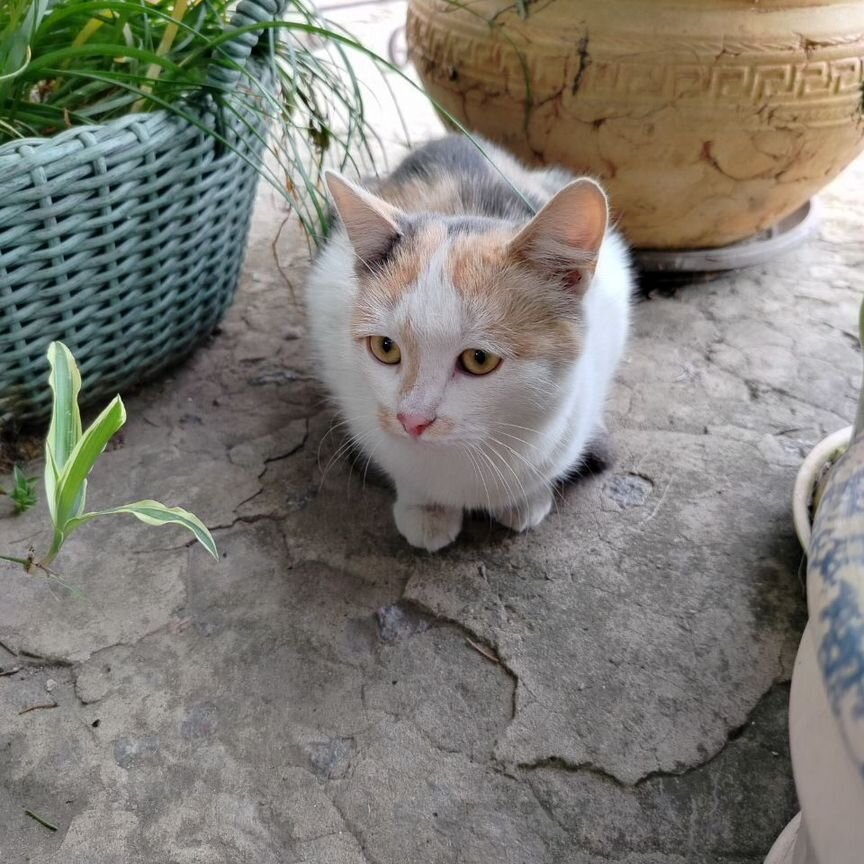 Трехцветная кошка котенок в добрые руки