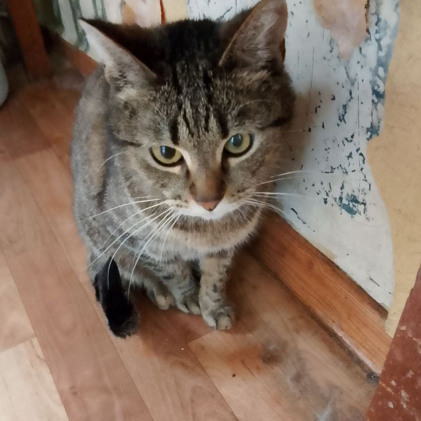 Взрослая, кошка в добрые руки