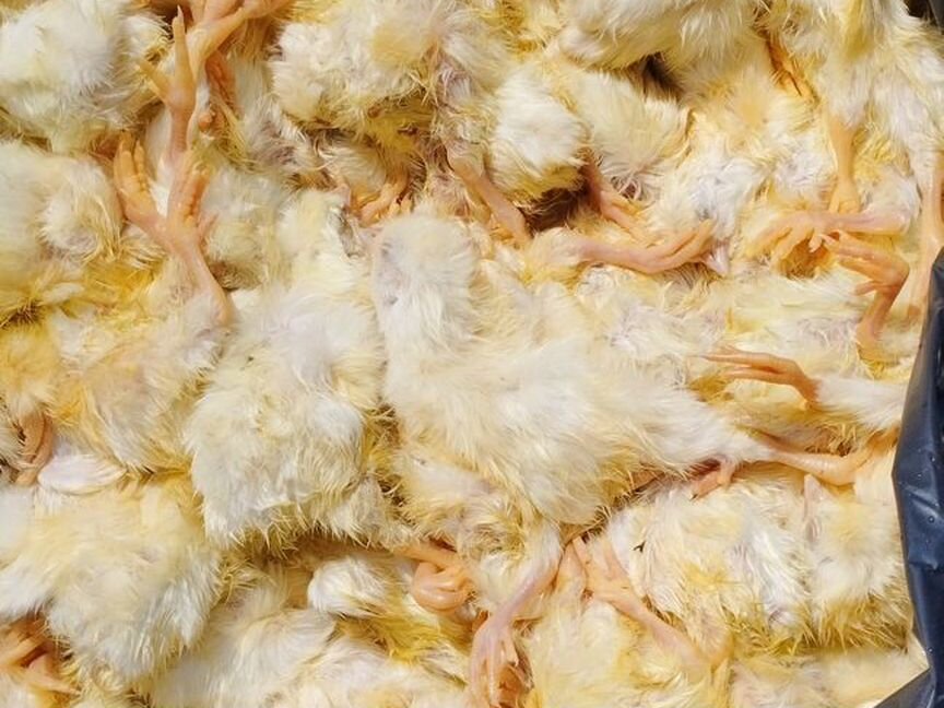 Цыплята суточные