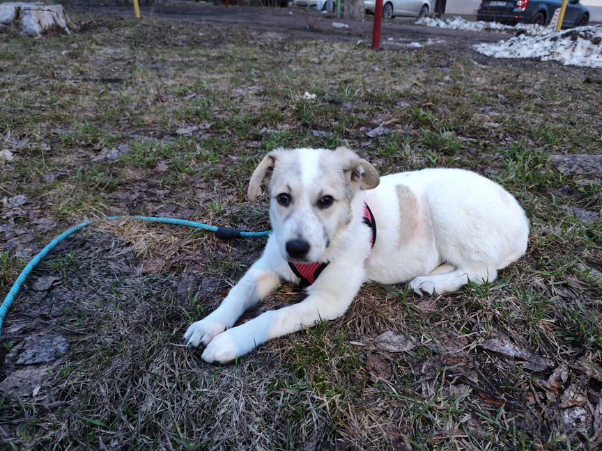 Собаки бесплатно в добрые руки щенки