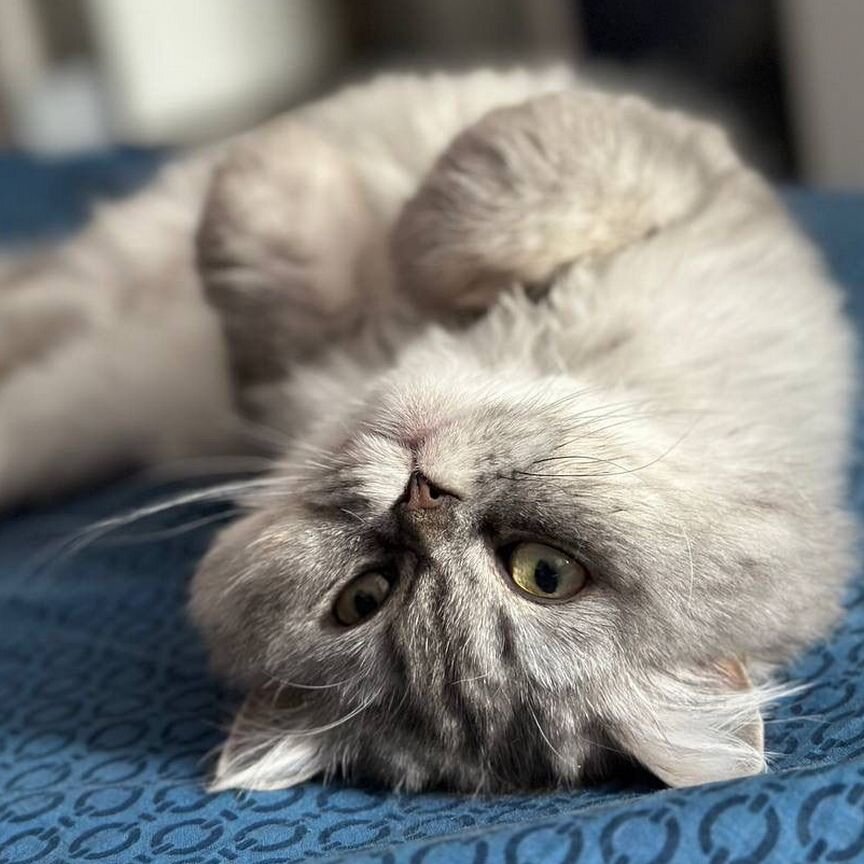Отдам кошку в добрые руки