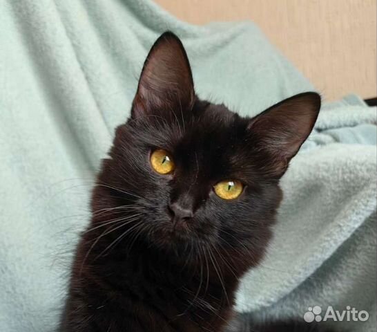 Котенок-подросток Блэки, 7 месяцев