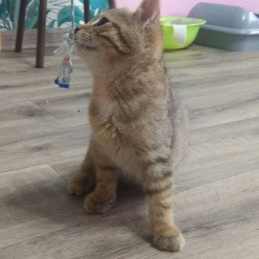 Котенок Шушик