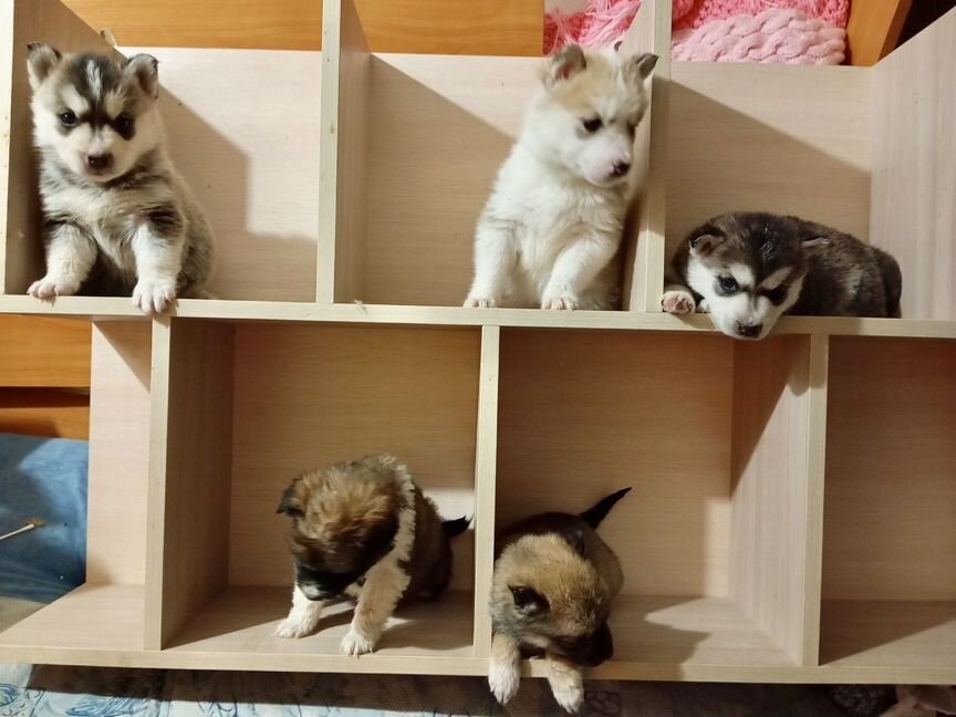 Щенки в добрые руки