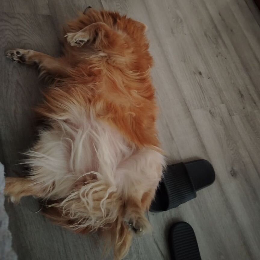 Немецкий шпиц, взрослая собака