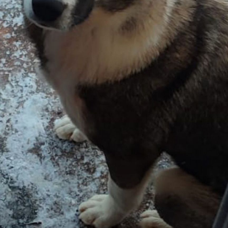 Девочка щенок Машенька в частный дом