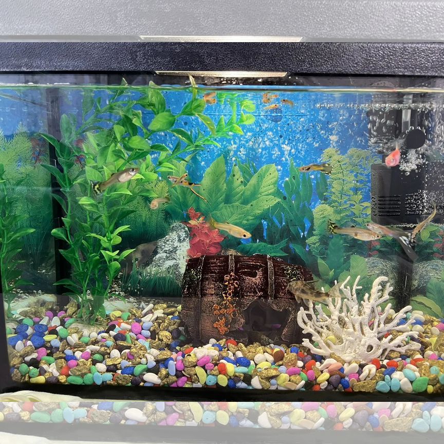 Аквариум с рыбками 20 литров