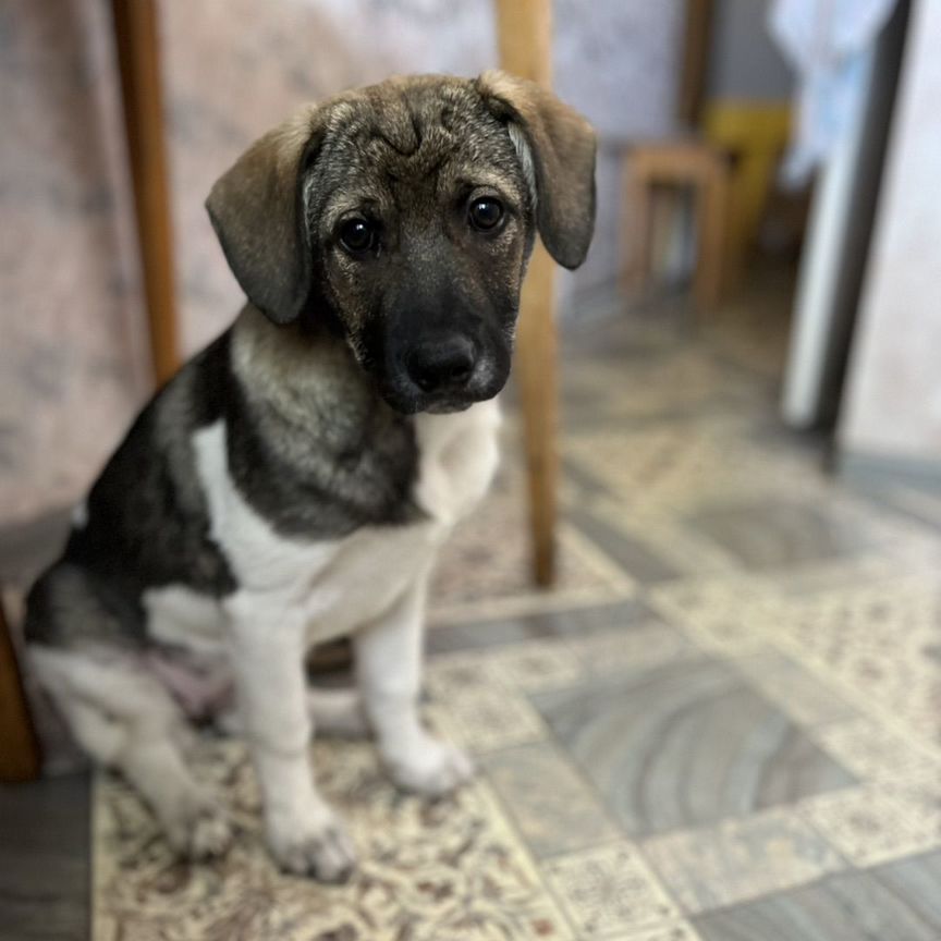 Щенок из Курска