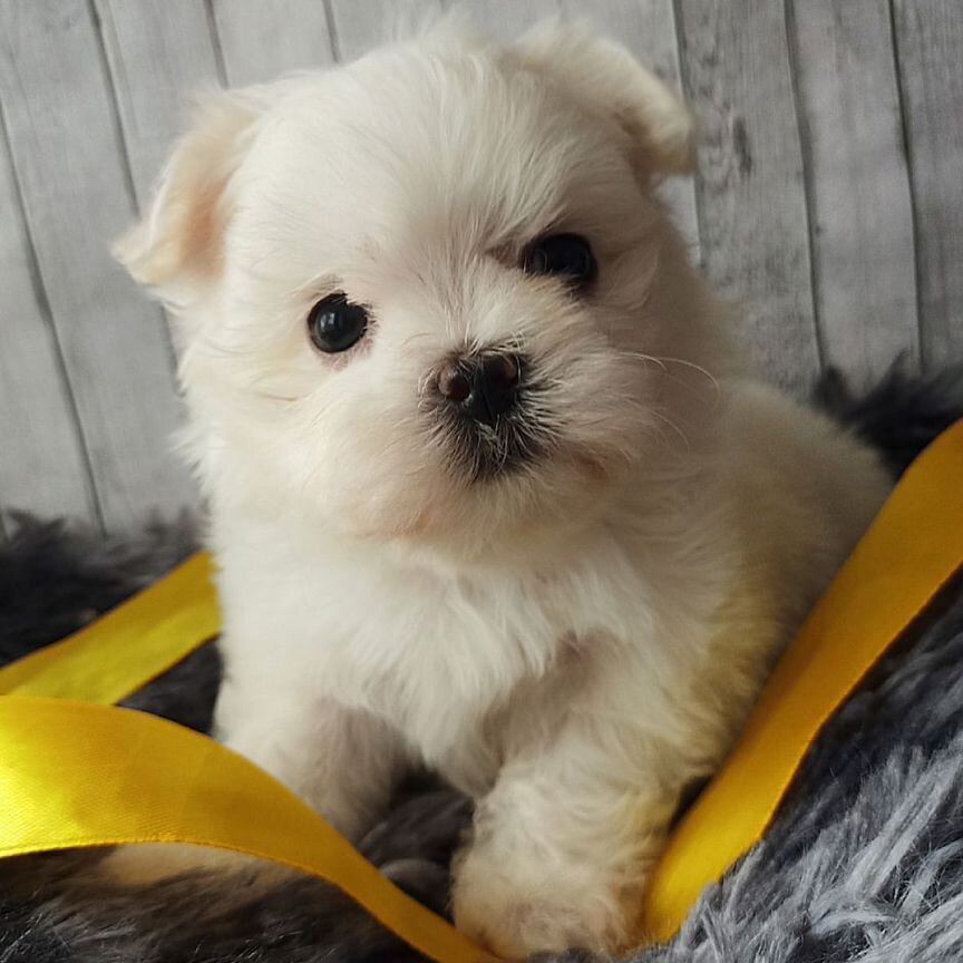 Мальтийская болонка, щенок