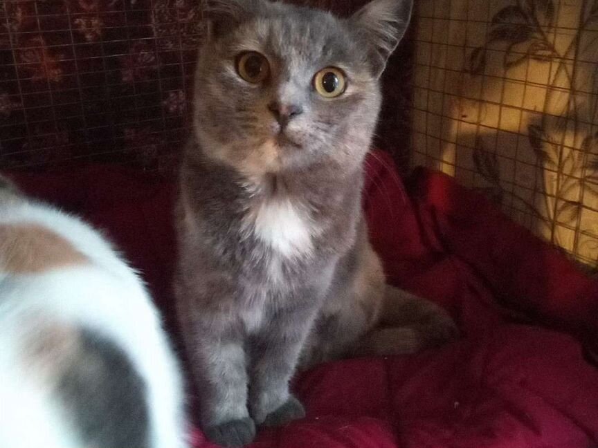 Стерилизованные кошечки