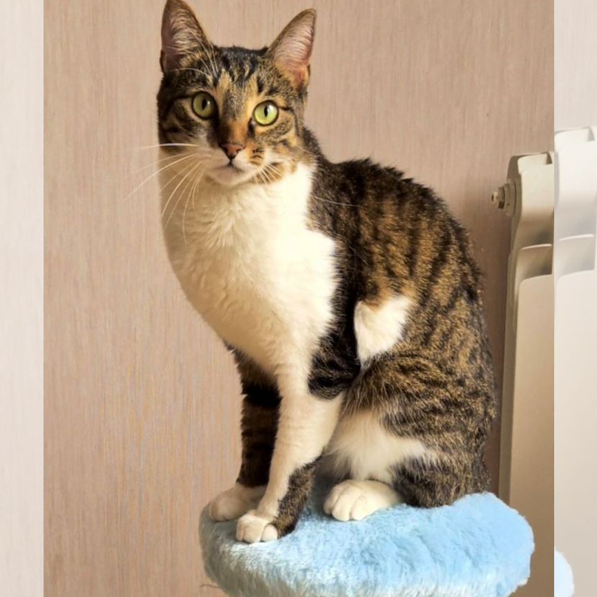 Взрослая, кошка в добрые руки