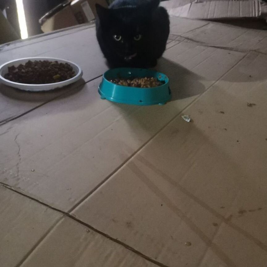 Котята в добрые руки бесплатно