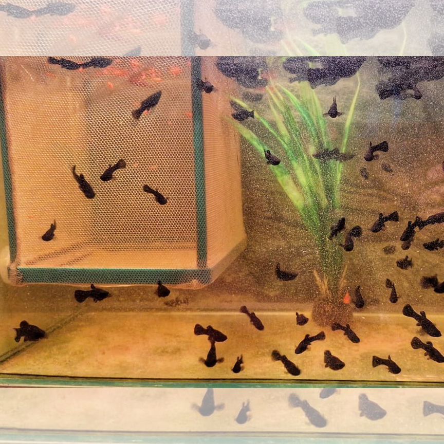 Меченосцы черные