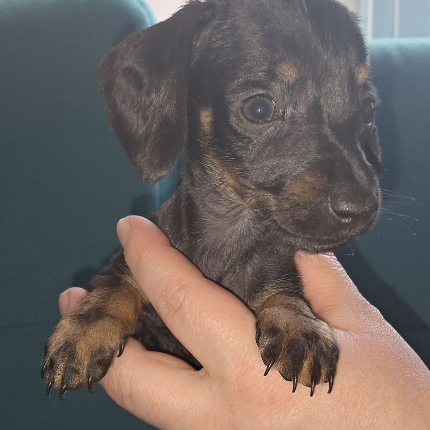 Такса, щенок