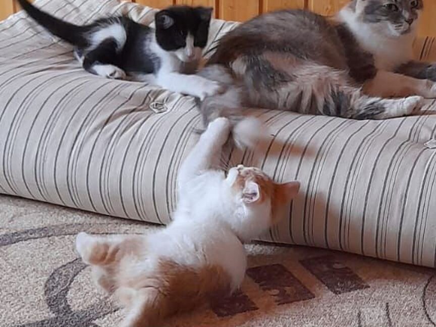 Котята в добрые руки бесплатно