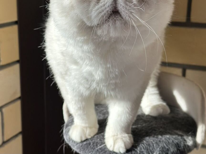 Экзотический короткошерстный кот