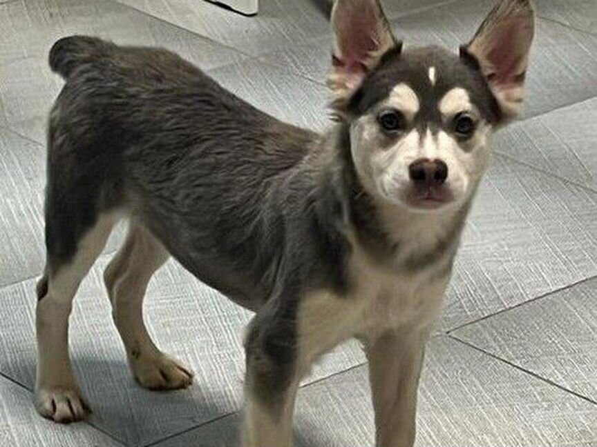 Буляски метис хаски и бульдога