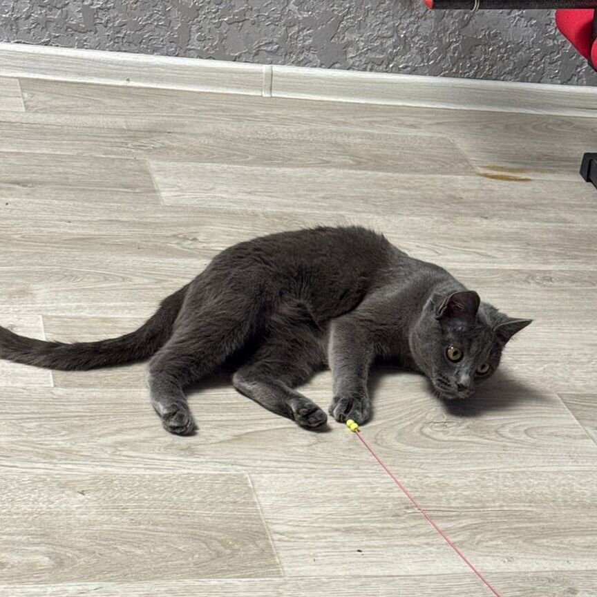 Британская короткошёрстная, взрослая кошка