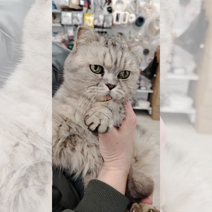 Взрослая, кошка в добрые руки