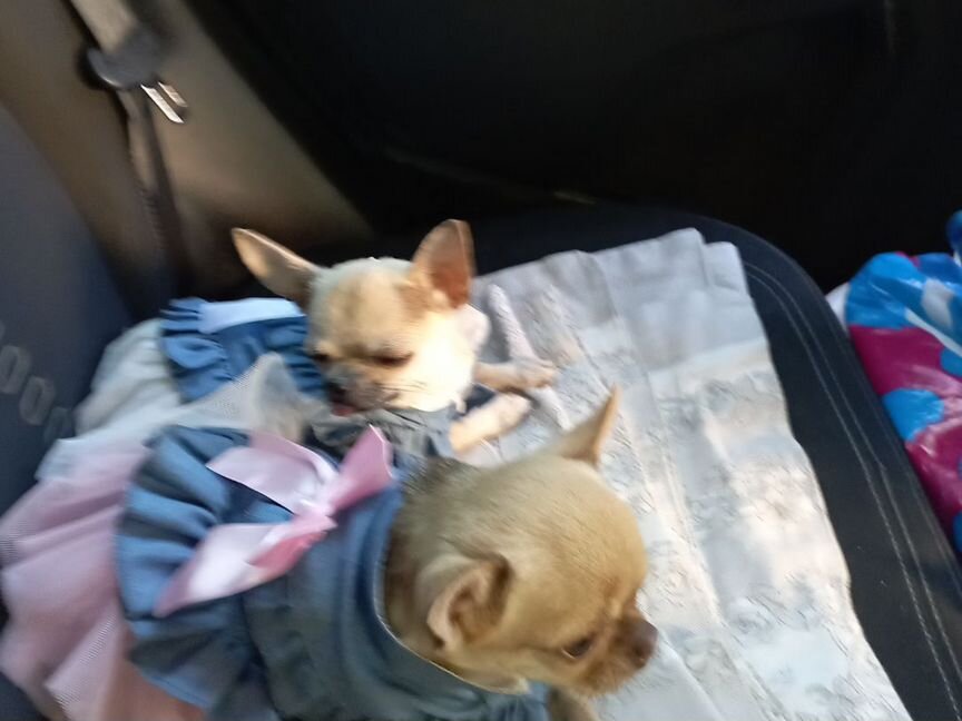 Чихуахуа девочки